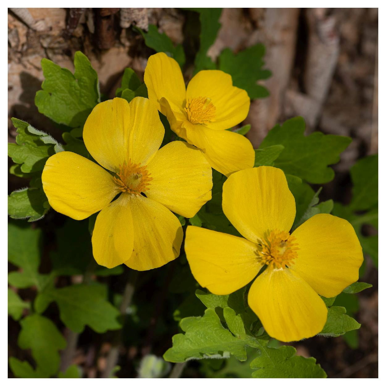 Everwilde Farms - 1 lb Celandine Poppy Native Wildflower Seeds - Gold ...