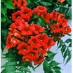 Rare Dark Red Hummingbird Trumpet Vine! HARDY! 20 seeds! - Walmart.com