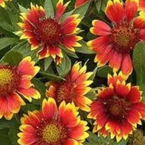 Todd's Seeds Perennial Gaillardia Seed Packet - 2g - Walmart.com