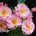 Heirloom Roses Live Plant - Cornelia Hybrid Musk Rose Bush, Delivered ...