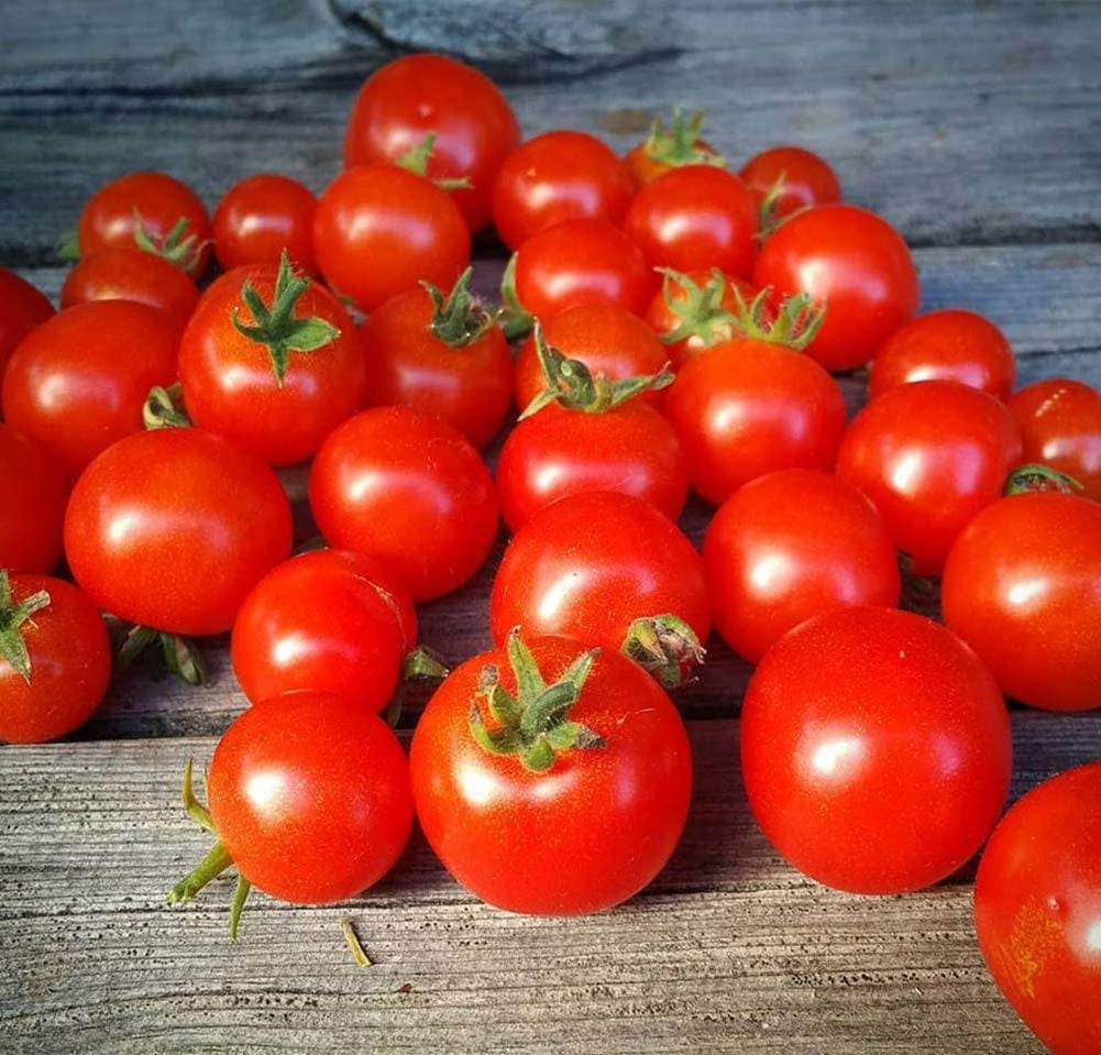 Florida Petite Red Micro Dwarf Tomato Premium Seeds Packet - Walmart.com