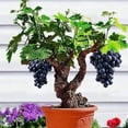 Concord Seedless Grape Vines Live Plants for Planting, 5-10" Grape Tree ...
