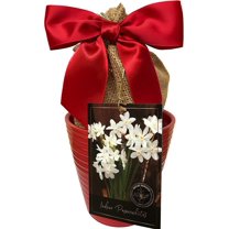 Van Zyverden Paperwhite Kit with Artisan Decorative Planter Set of 4 ...