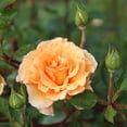 Potted Welsh Gold Heirloom Roses - Delivered Live Orange Flower Rose ...