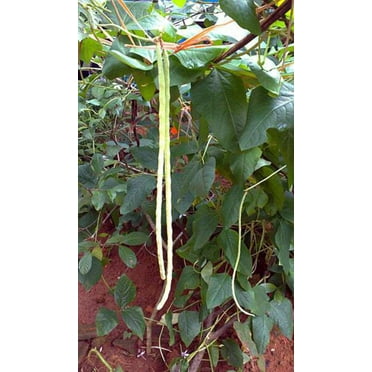 100 Seeds LADY COWPEA Cow Pea Southern Pea Vigna Unguiculata Legume ...