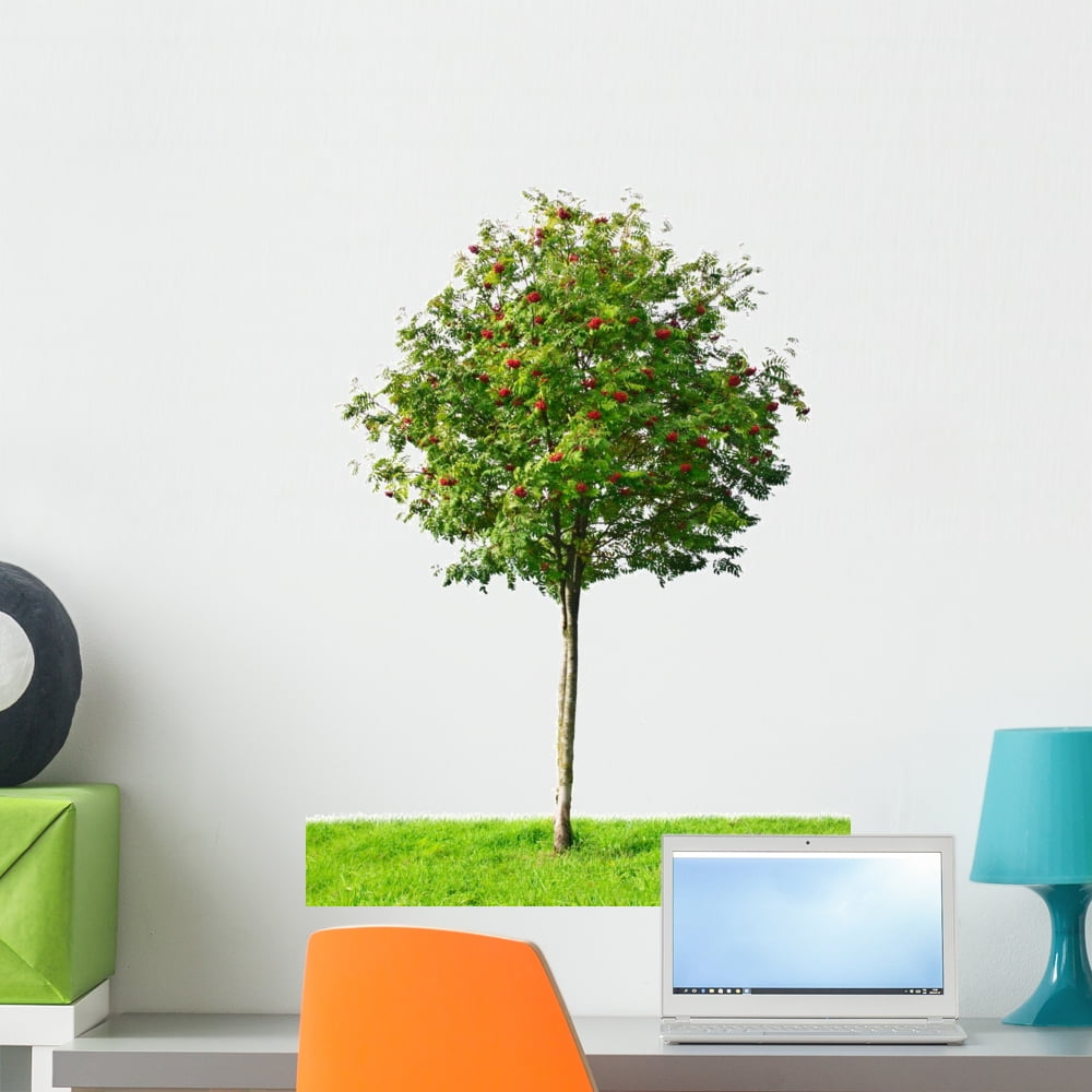 Rowan Tree Wall Mural by Wallmonkeys Peel and Stick Graphic (24 in H x ...