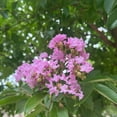 Crape Myrtle Muskogee – live starter plants less than 12 inches tall ...