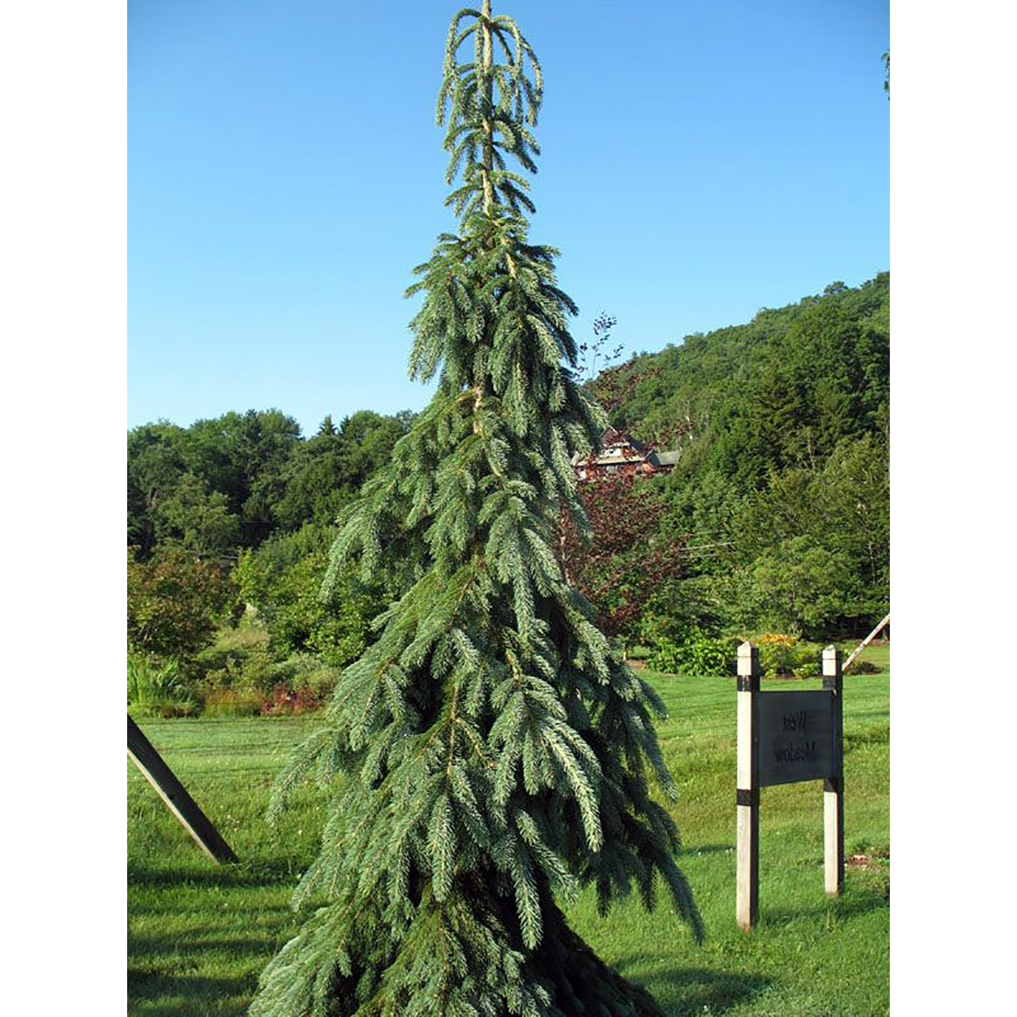Weeping White Spruce