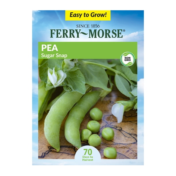 Sugar Pea Plant