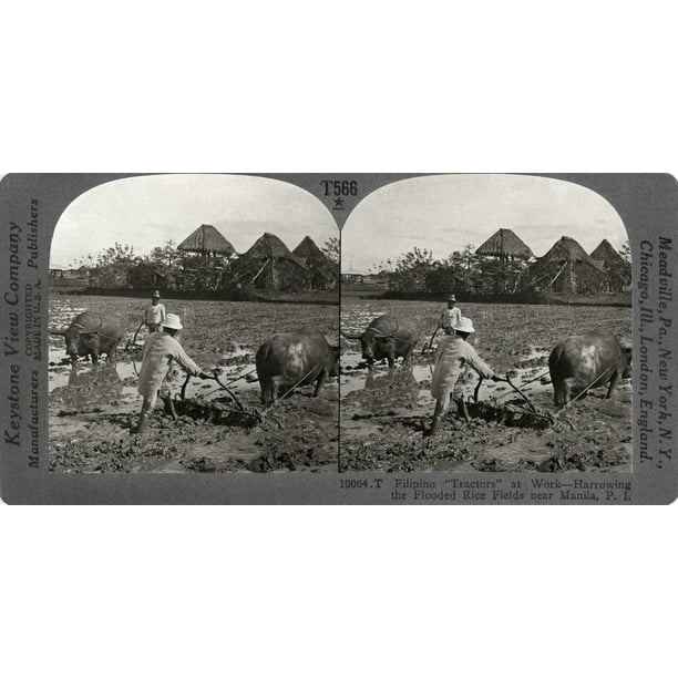 Philippines: Farming. /N'Filipino "Tractors" At Work - Harrowing The ...