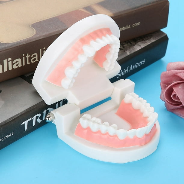 Teeth Model Gums Model Standard Adut Teeth Model Teaching Tool Denture ...