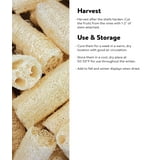 Burpee Luffa Gourd Vegetable Seed - Walmart.com