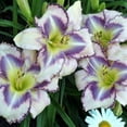 Daylily bulbs Plant, Flowering Perennial Starter Plants, Garden Can Be ...