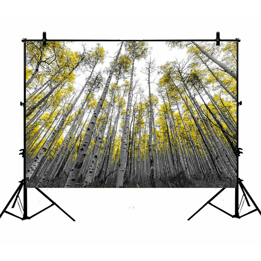 PHFZK 7x5ft Nature Landscape Backdrops, Tall Forest of Golden Aspen ...