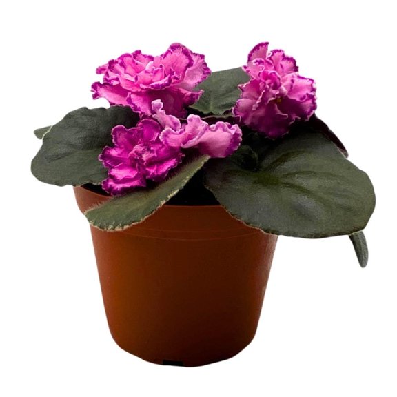 Harmony Foliage African Violet Smokey Moon 4 inch Gesneriad - Walmart.com