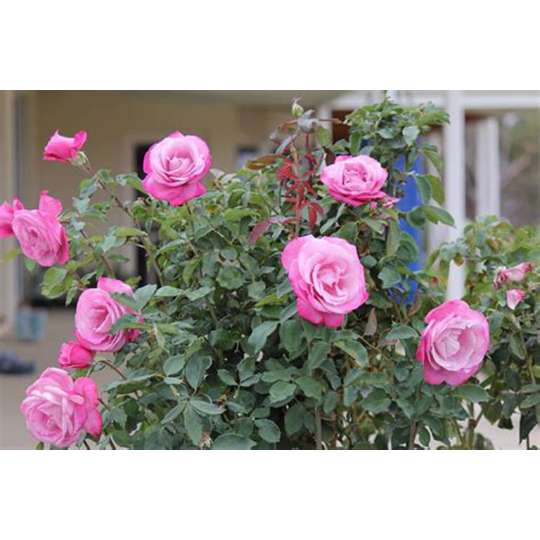 Bush Rose Fragrant Plum
