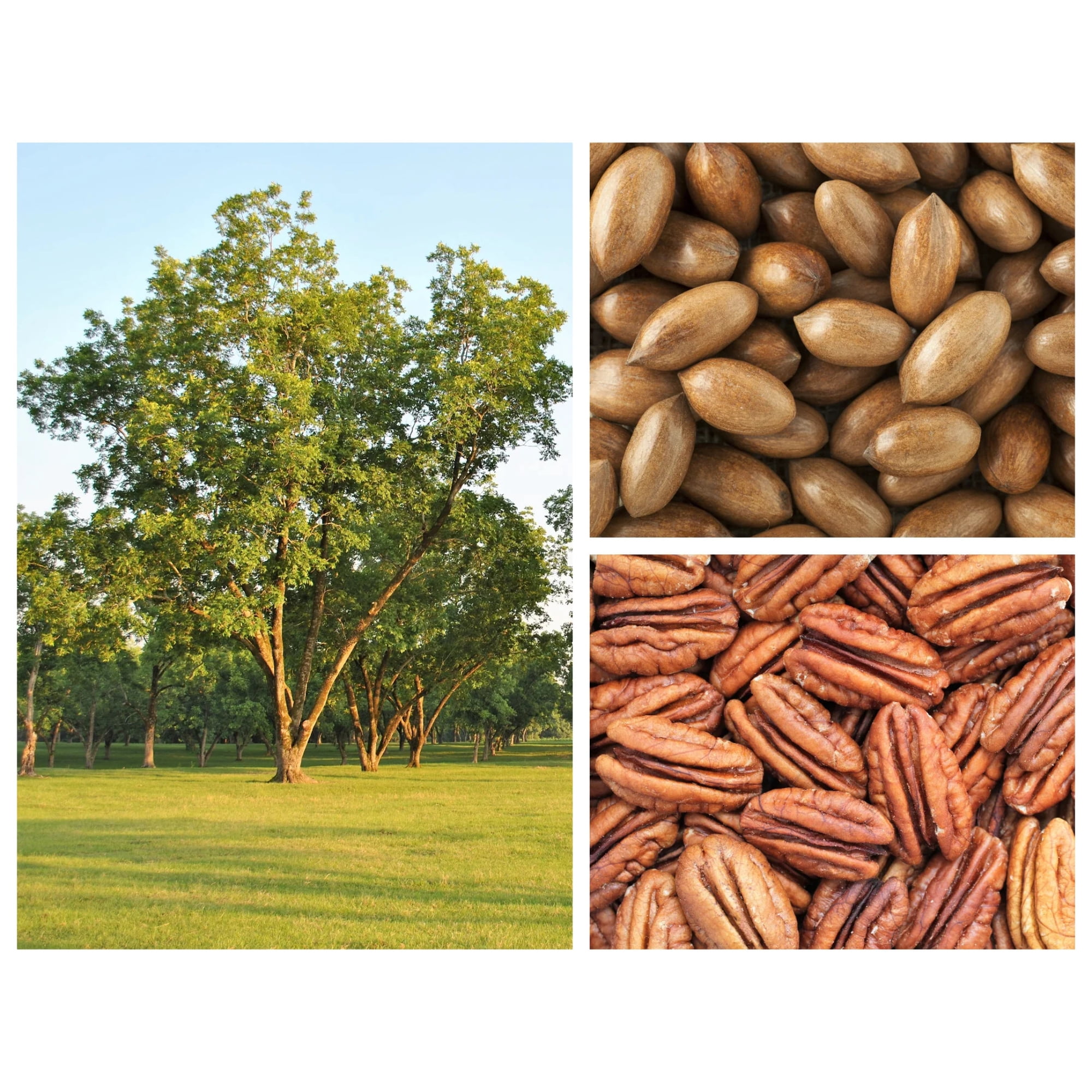 Click here for Seedville Usa 5 Hardy Pecan Tree Carya Illinoinens... prices