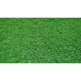 St. Augustine 'Seville' Sod - 9 Live Plugs - Florida Winter Lawn Grass ...