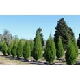 Southern Red Cedar Tree 3 Live Plants Juniperus virginiana Silicicola ...