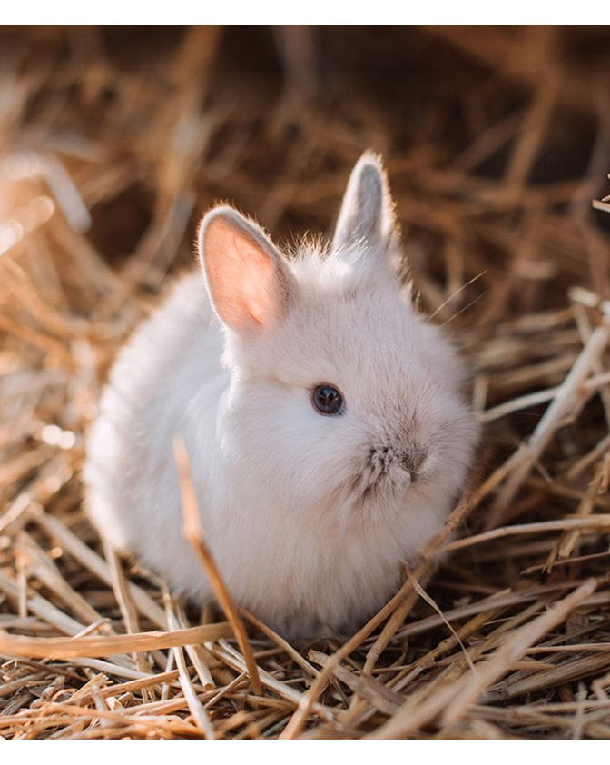 Tiny Friends Farm Russel Rabbit Crunchers Treat 4.23oz - Walmart.com ...