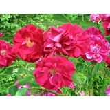 Seven Sisters Rose Bush - Fragrant/Hardy - 4" Pot - Walmart.com