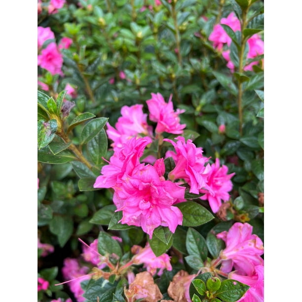 Encore Azalea 3 Gallon