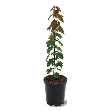 Simpson Nurseries 24" Wonderful Pomegranate Live Plant with Pot ...