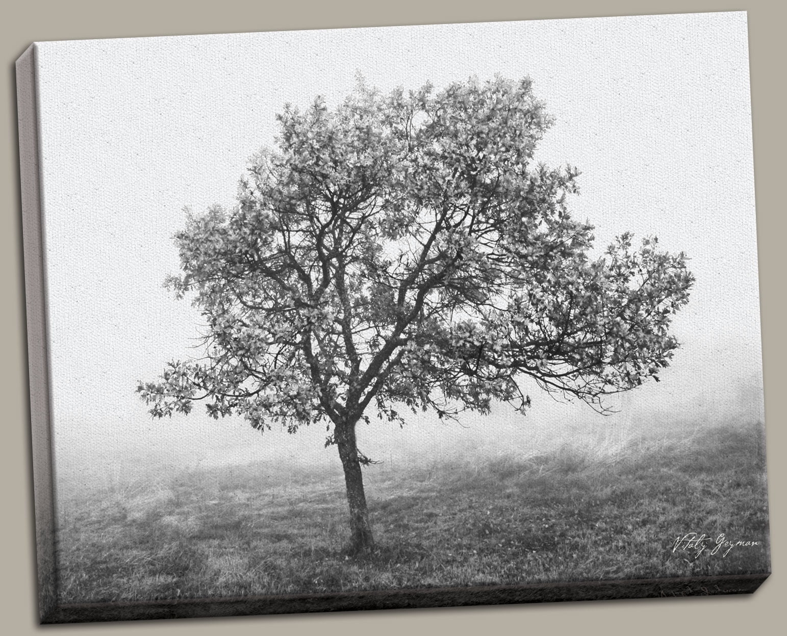 Burning Oak; Stunning Black and White Oak Tree Photograph Printed on ...
