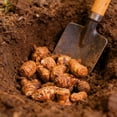 Perennial Elephant Ear for Planting-Premium Garden Stake-Bold Tropical ...