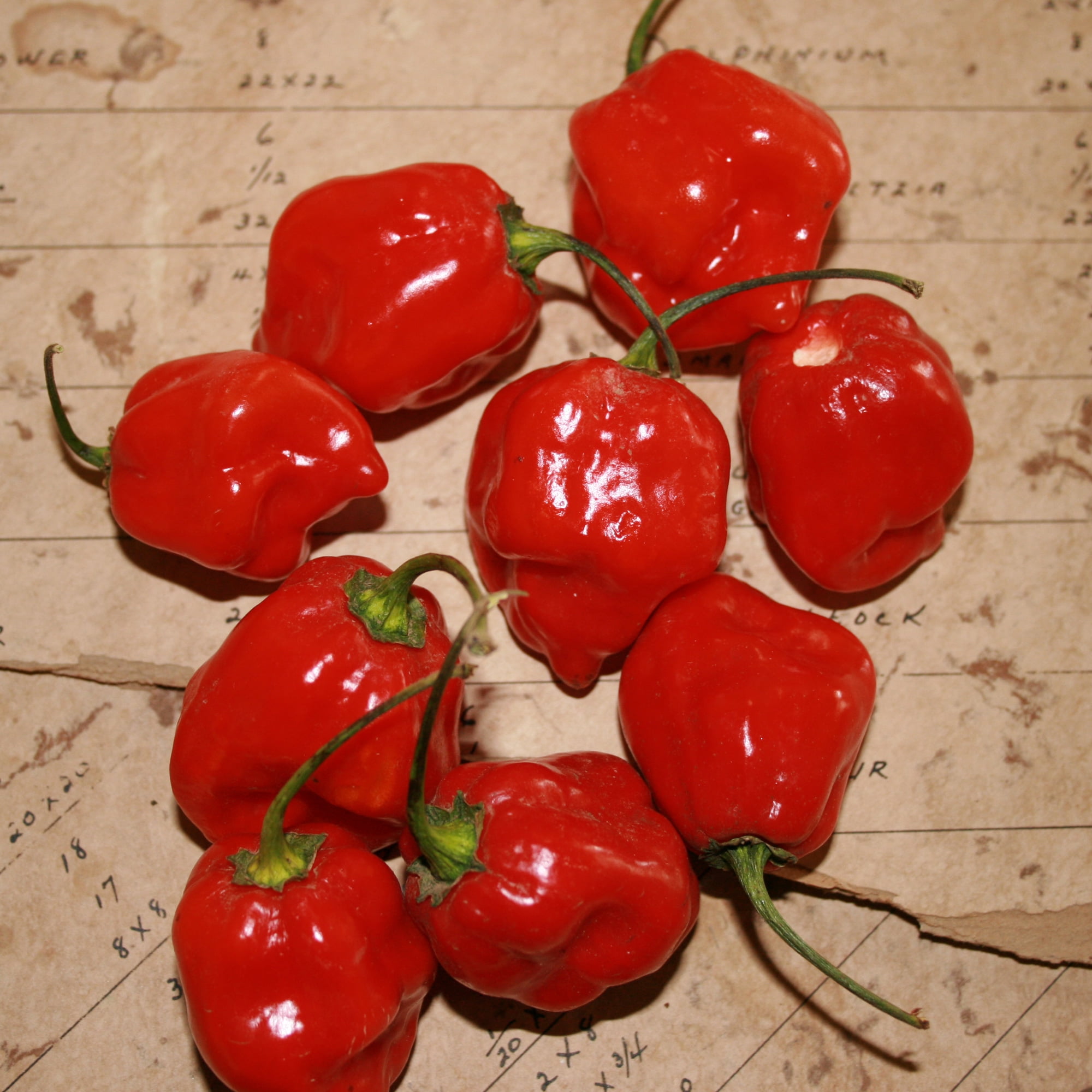 Organic Red Habanero Hot Pepper Seeds - 1 Lb ~80000 Seeds - Non-GMO ...