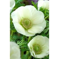 (2) Red Spider Lily, Lycoris Radiata Bulbs, Beautiful Flowers, Fresh ...