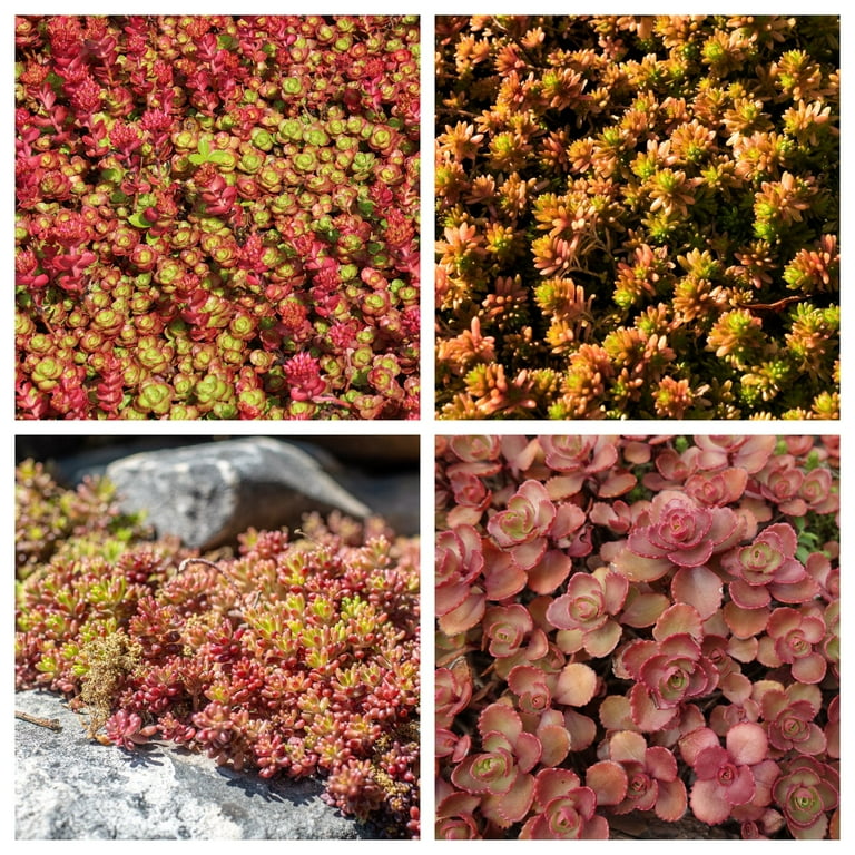 Mixed Sedum Ground Cover