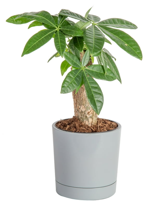 Money Tree Plants in Indoor Plants - Walmart.com