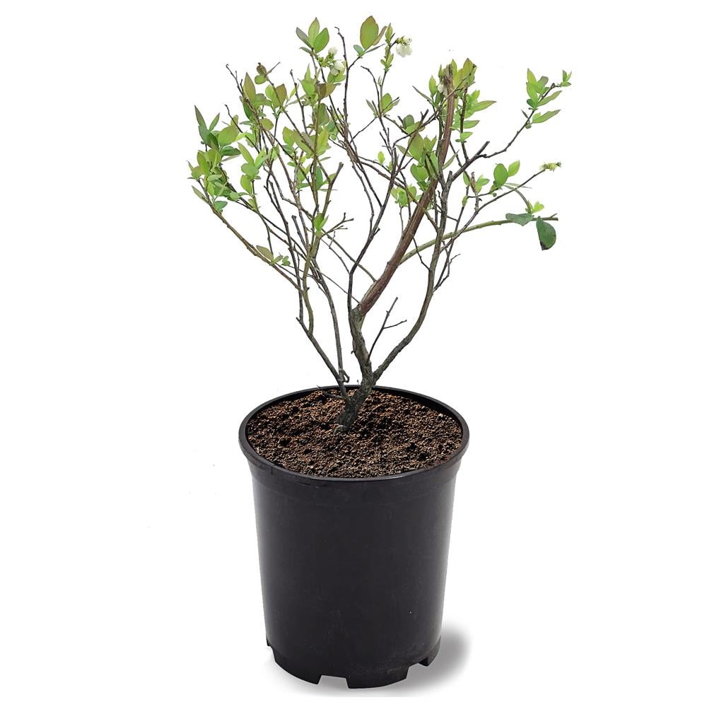 Simpson Nurseries 8" Brightwell Rabbiteye Blueberry Live Plant with Pot ...