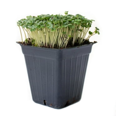 Green Curled Ruffec Endive Garden Seeds: 1 Lb - Non-GMO Vegetable ...