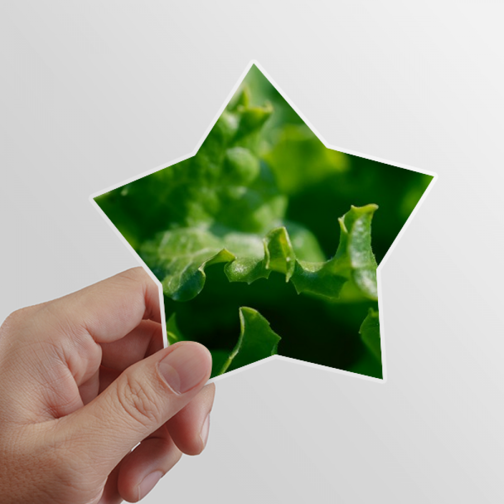 Planta de hojas tiernas de fotografía de naturaleza Estrella ...