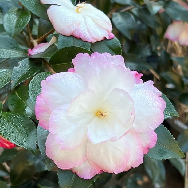 Supreme Plant