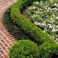 Outdoor Baby Gem Dwarf Boxwood Buxus - Live Evergreen Hedge Shrub | Low ...
