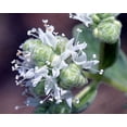 Greek Oregano Herb - Good Scents - Organum - Live Plant - 3" Pot ...