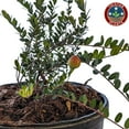 TriStar Plants - Cranberry Bush 'Ben Lear' - Vaccinium macrocarpon ...