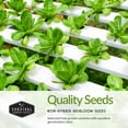 Survival Garden Seeds, 5 Lettuce Varieties, Full Sun Annual ...