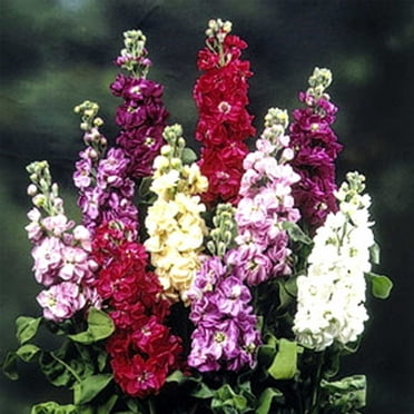 Pinto Premium F1 Series Geranium Flower Garden Seeds - Deep Rose - 100 ...