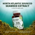 Natural Nutra Sea Kelp Iodine Supplement for Thyroid Support and Immune System - 250 Vegan ...