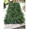 Dwarf Mondo Grass (Ophiopogon japonicus 'Nana') 18 Count Flat, 3.5 ...