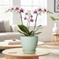 Wliror 6 Inch Mint Green Ceramic Plant Pot with Drainage – Cool Pastel ...