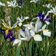 Perennial Dutch Iris Mix Flowers - 45 Bulbs, Full Sun, Spring Blooming ...