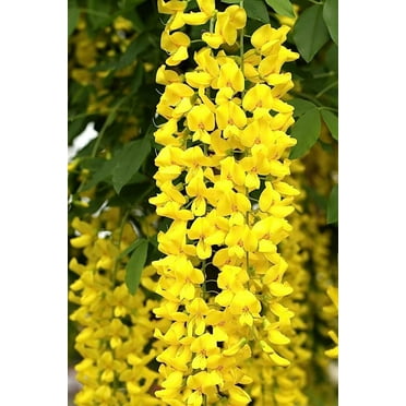 Daisy Gourd Seeds for Planting - 10 Seeds - Rare Seeds, Great Gourds ...