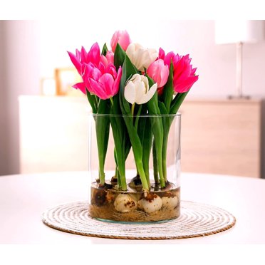 10 Weber's Pink Parrot Tulip Bulbs for Planting - Easy to Grow - Walmart.com