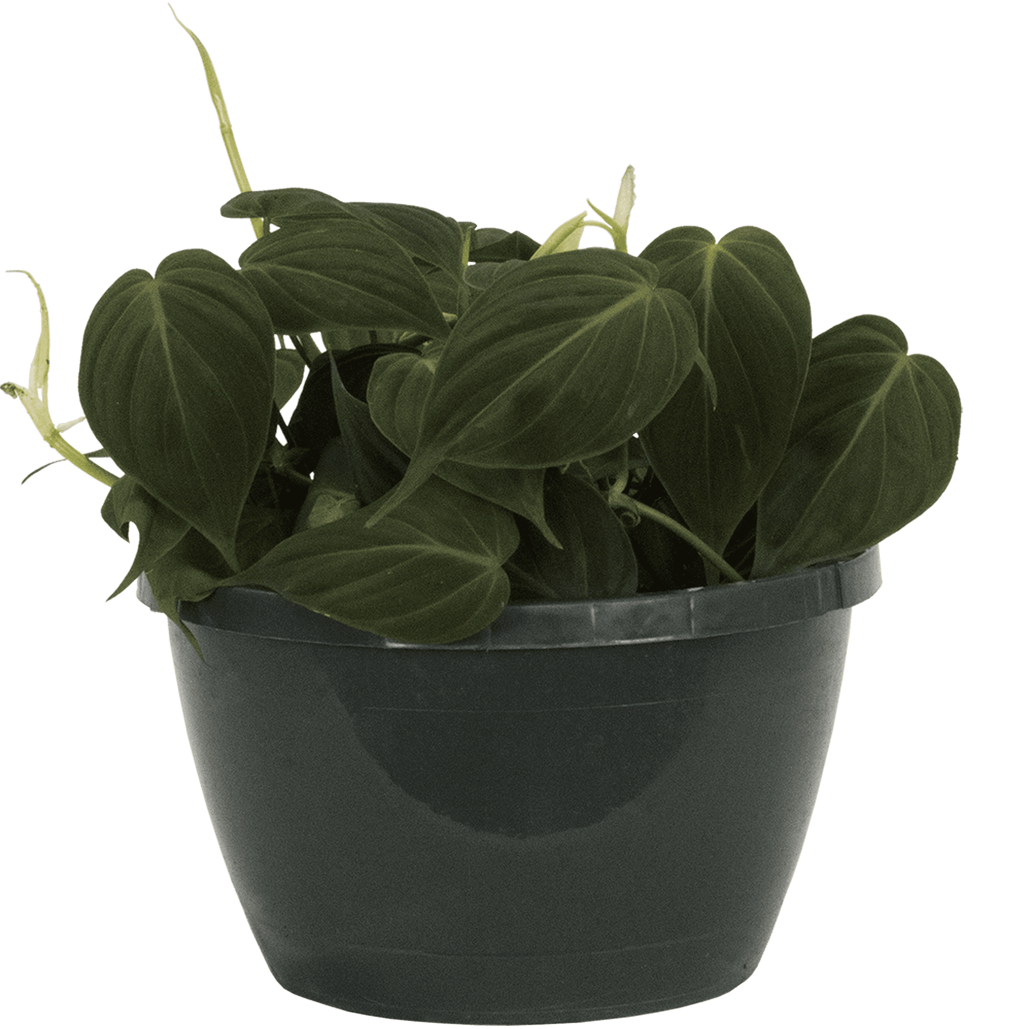 Click here for Plantsome Philodendron Micans (M) Live Plants In 6... prices