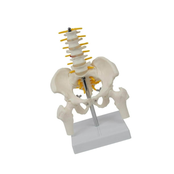 PVC Human Pelvis with Pelvis and Leg Bones Learning Puzzle Toy Life ...